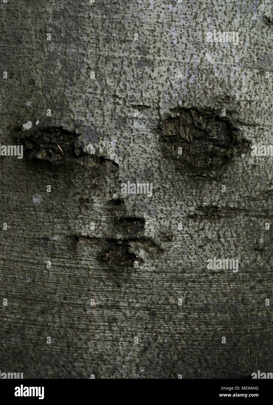 Scary log hi-res stock photography and images - Alamy