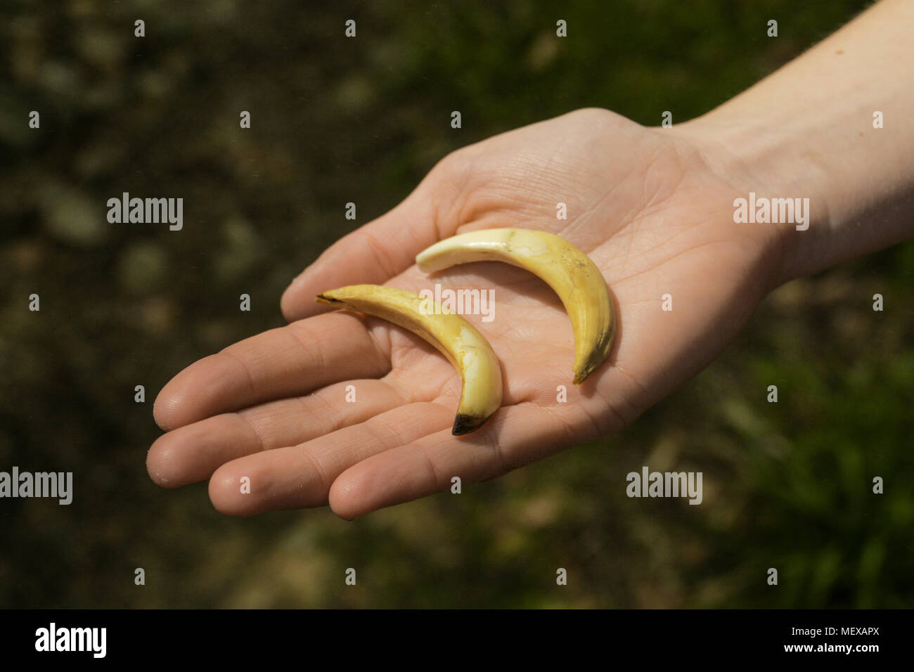 female hand holding a boar claws Stock Photo - Alamy