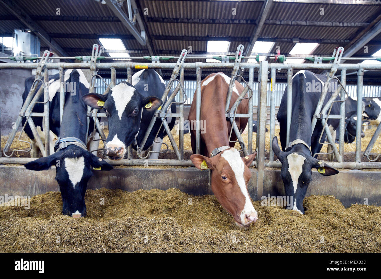 Cows being milked dairy in hi-res stock photography and images - Alamy