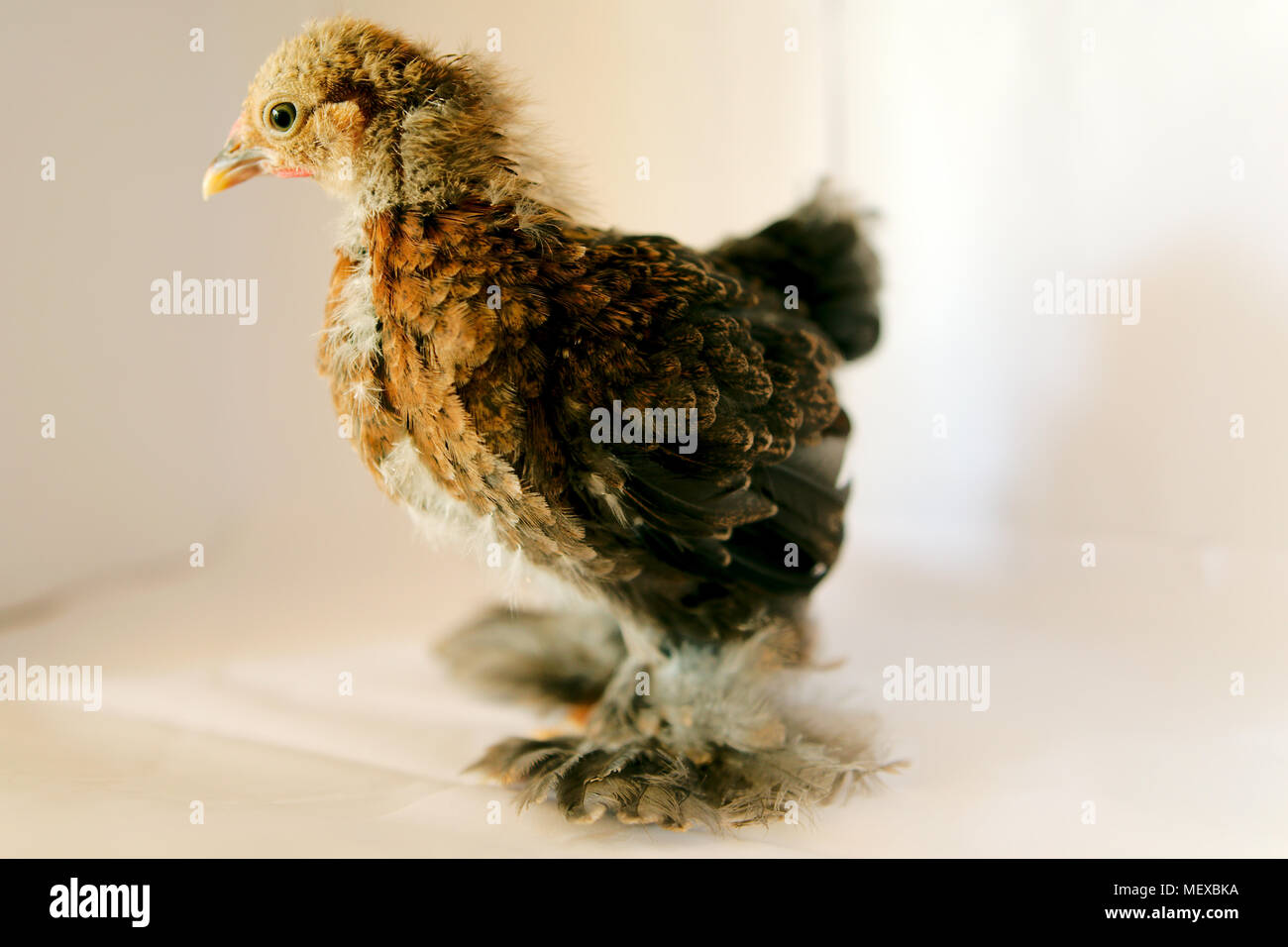 Brown bantam hi-res stock photography and images - Alamy