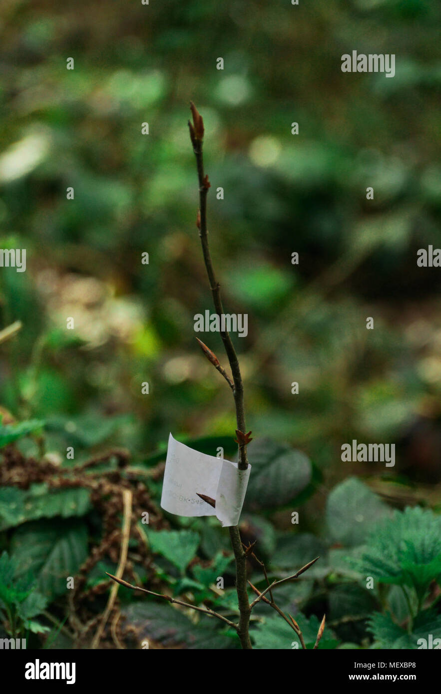 sprout of a young tree Stock Photo - Alamy
