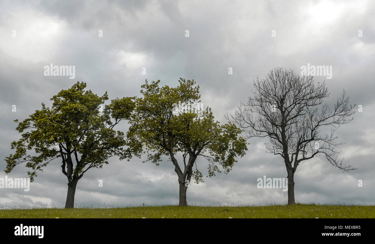 Three dead trees hi-res stock photography and images - Alamy