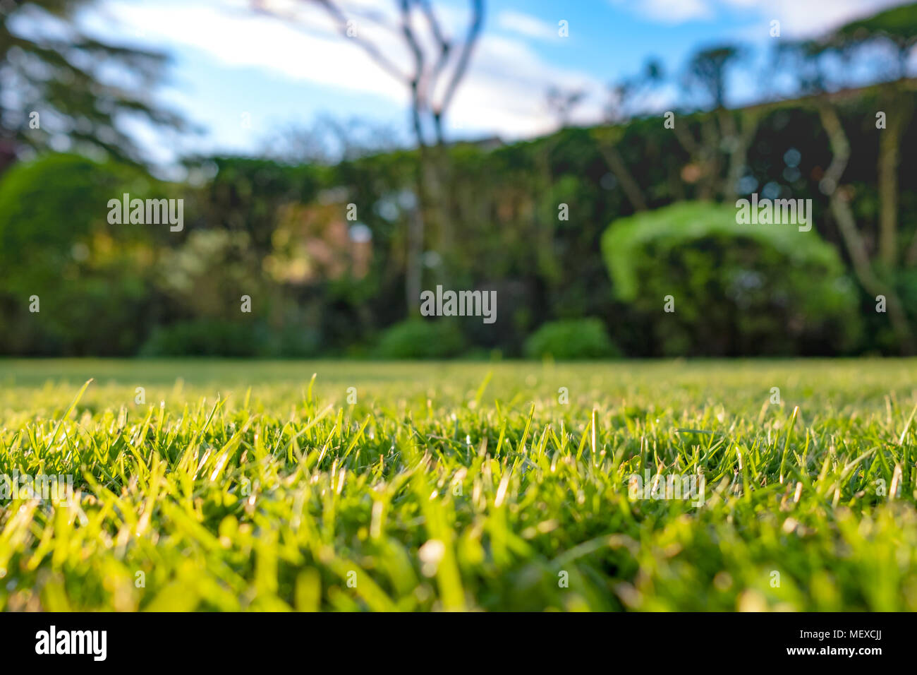 Ground level view of a recently cut and well maintained ornamental ...