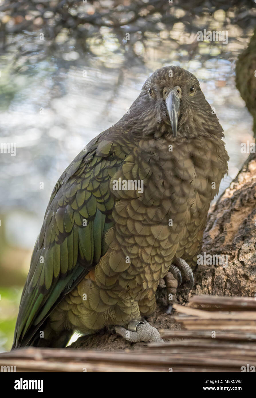 Kea is New Zealand's native green parrot Stock Photo - Alamy