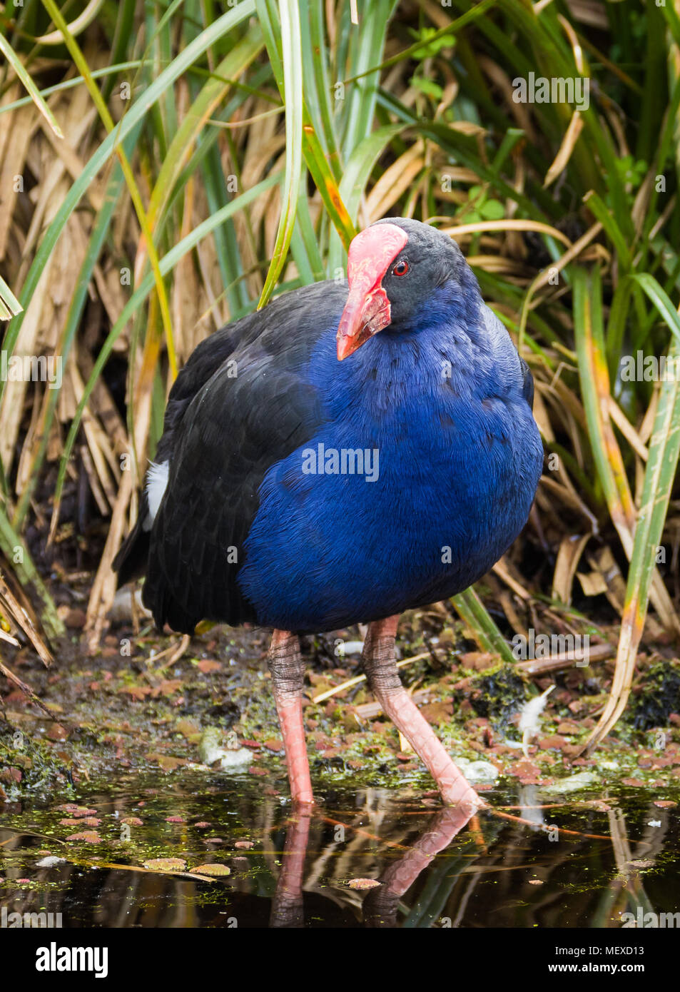 The Pukeko bird stand in water showing it's blue color Stock Photo - Alamy