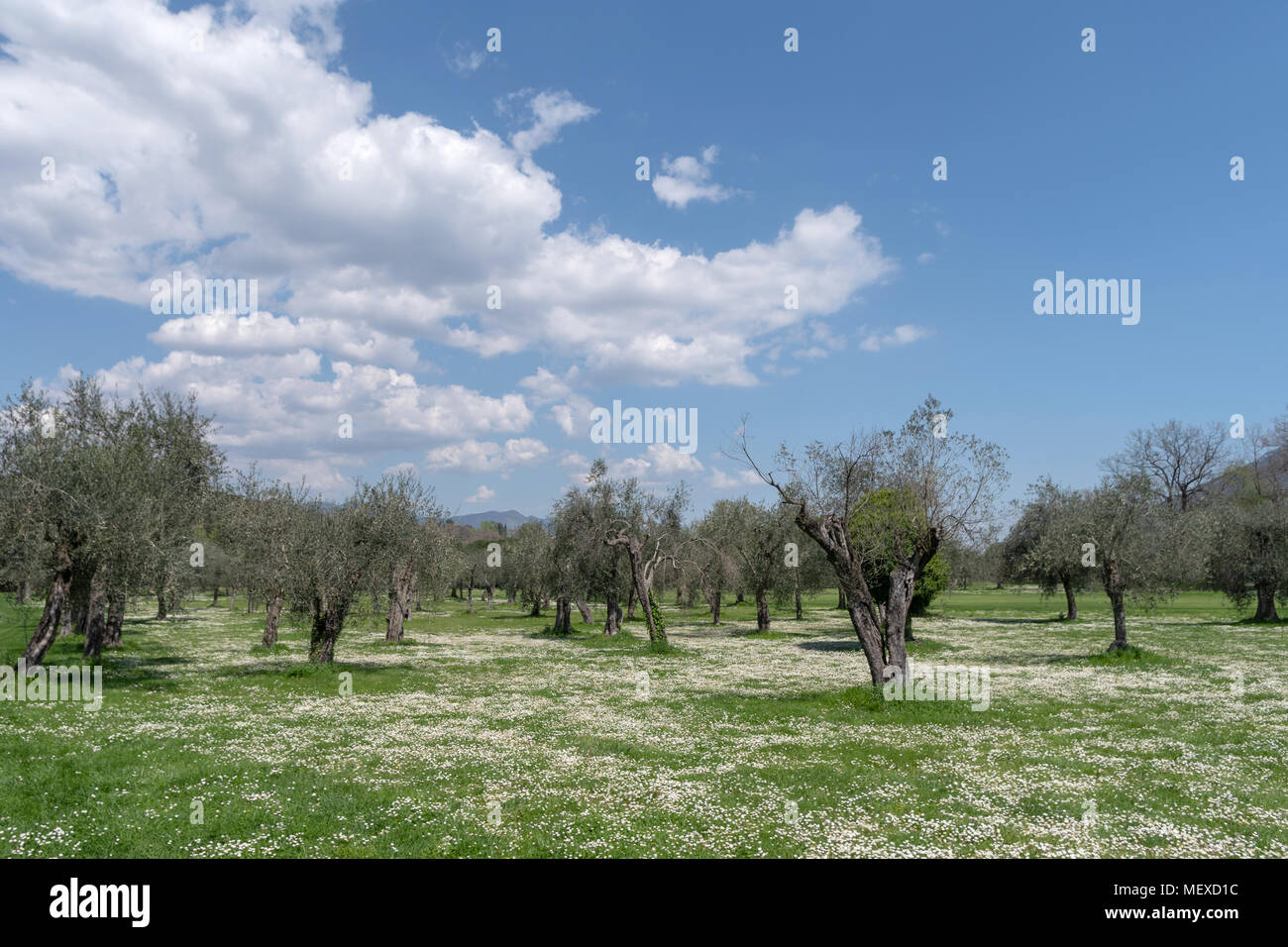 Traditional italian orchard hi-res stock photography and images - Alamy