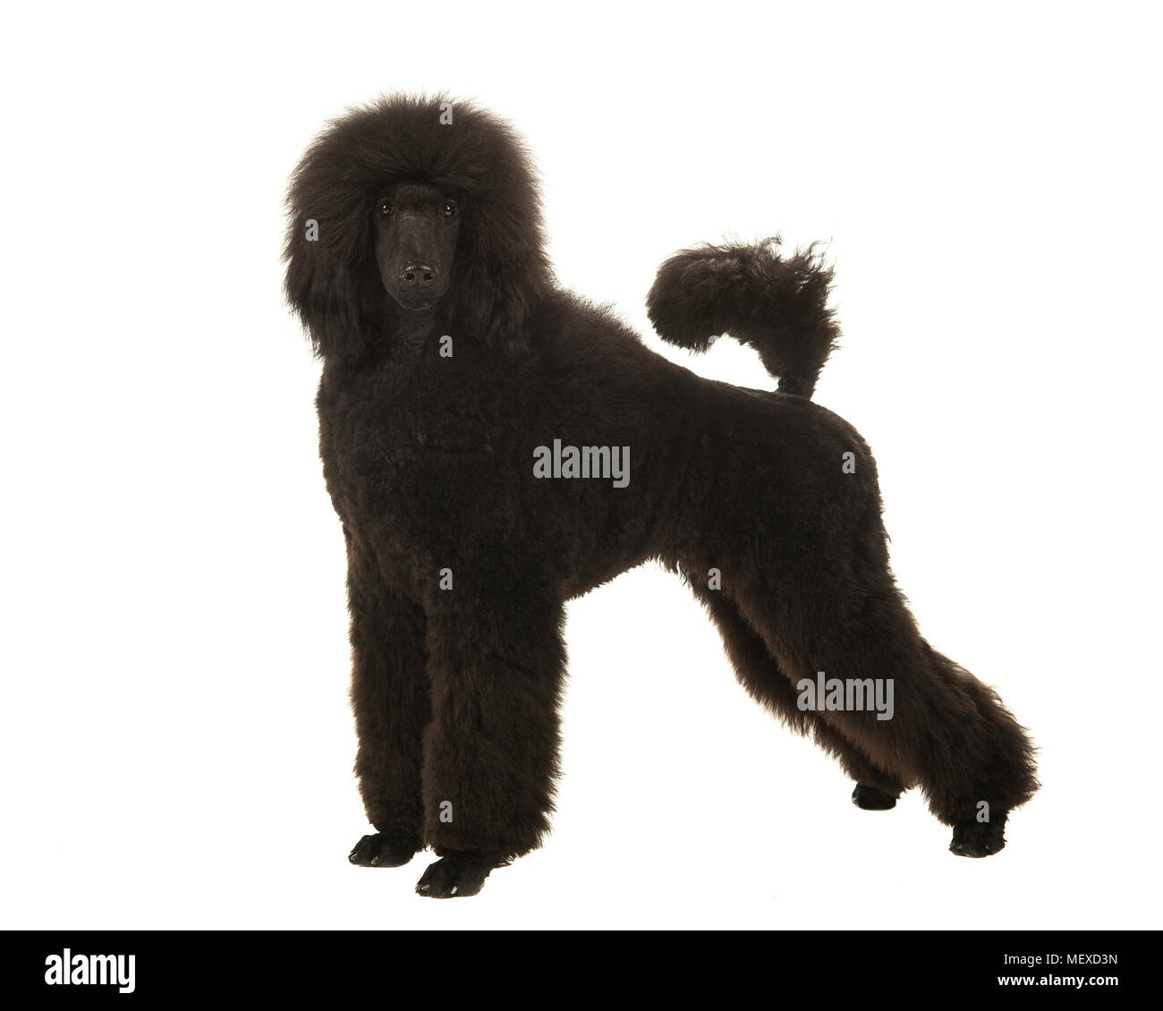 Young black king poodle seen from the side in show position looking at ...