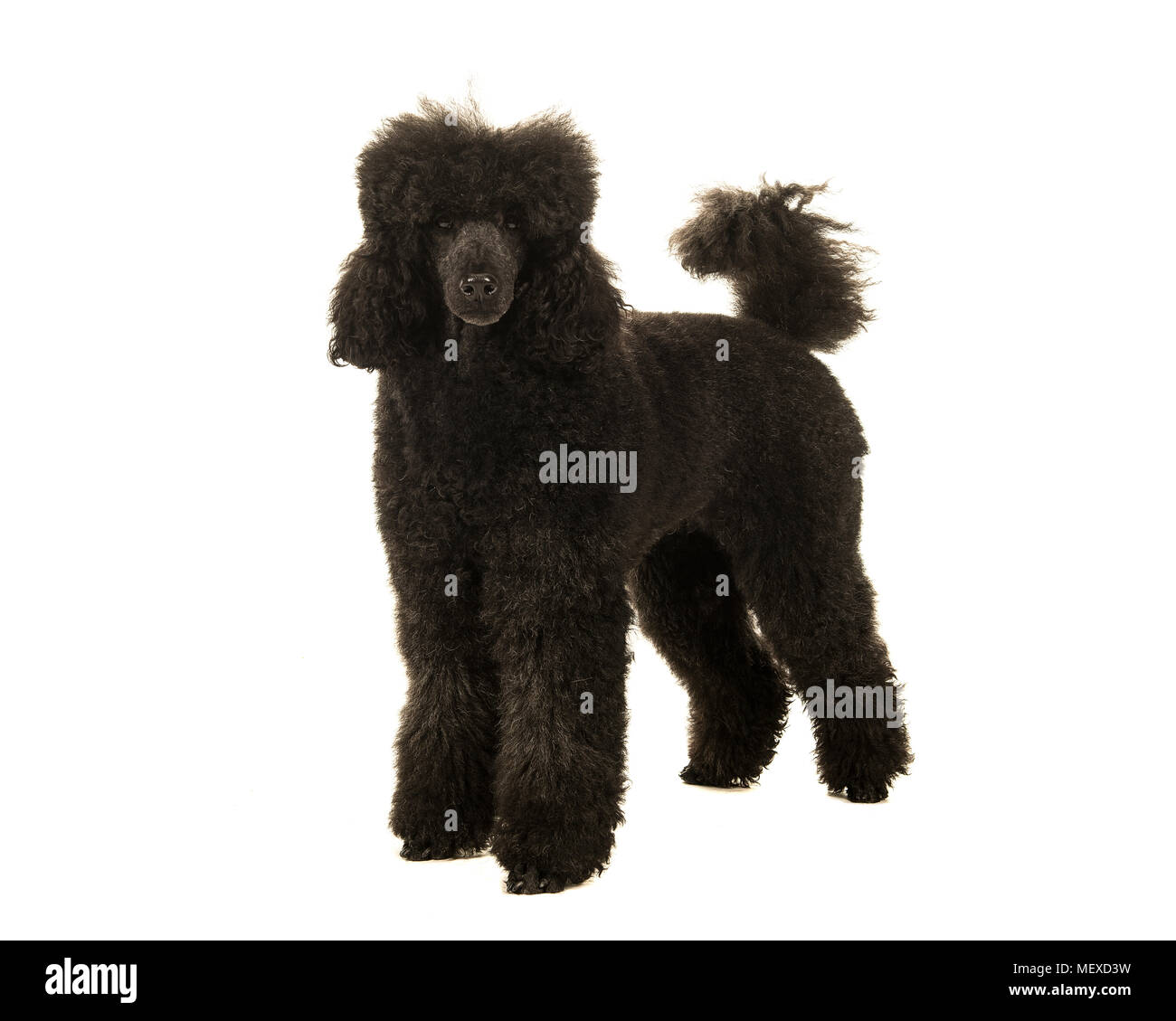 King poodle hi-res stock photography and images - Alamy