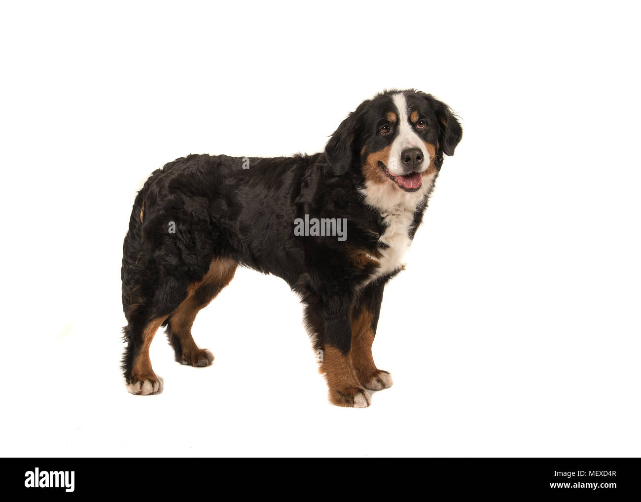 Standing adult bernese mountain dog isolated on a white background with ...