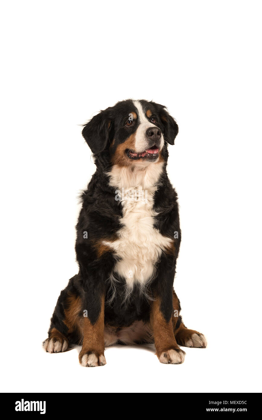 Sitting adult bernese mountain dog isolated on a white background with ...