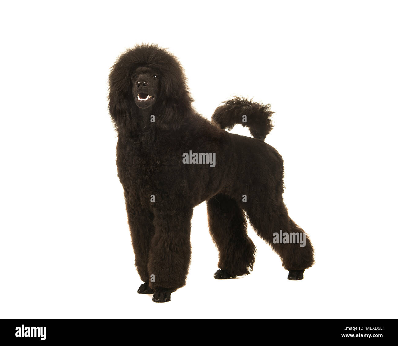 Young black king poodle standing and looking up on a white background ...