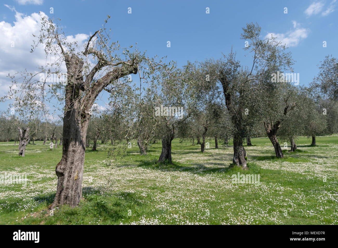 Traditional italian orchard hi-res stock photography and images - Alamy