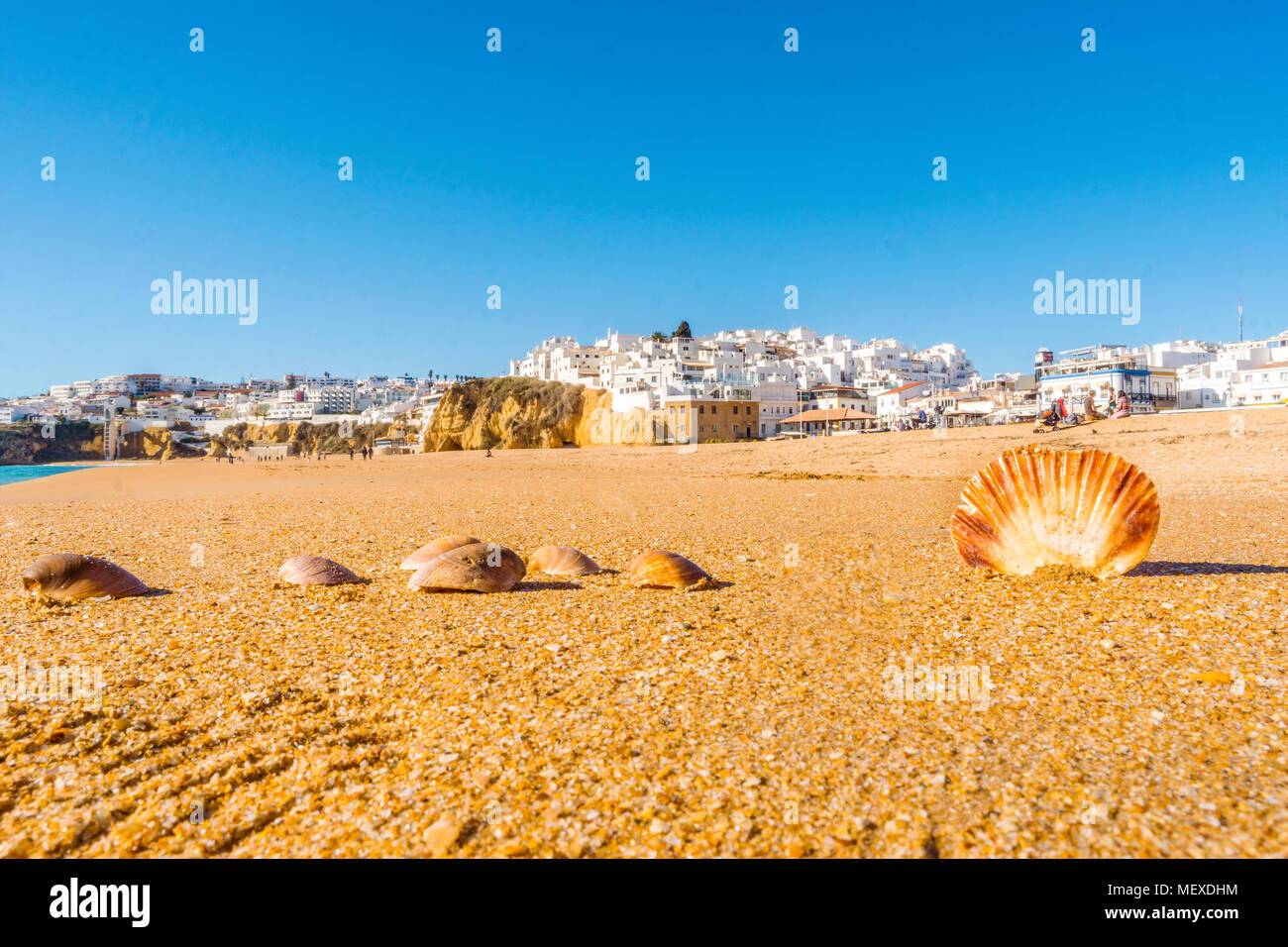 Sea shells in portugal hi-res stock photography and images - Alamy