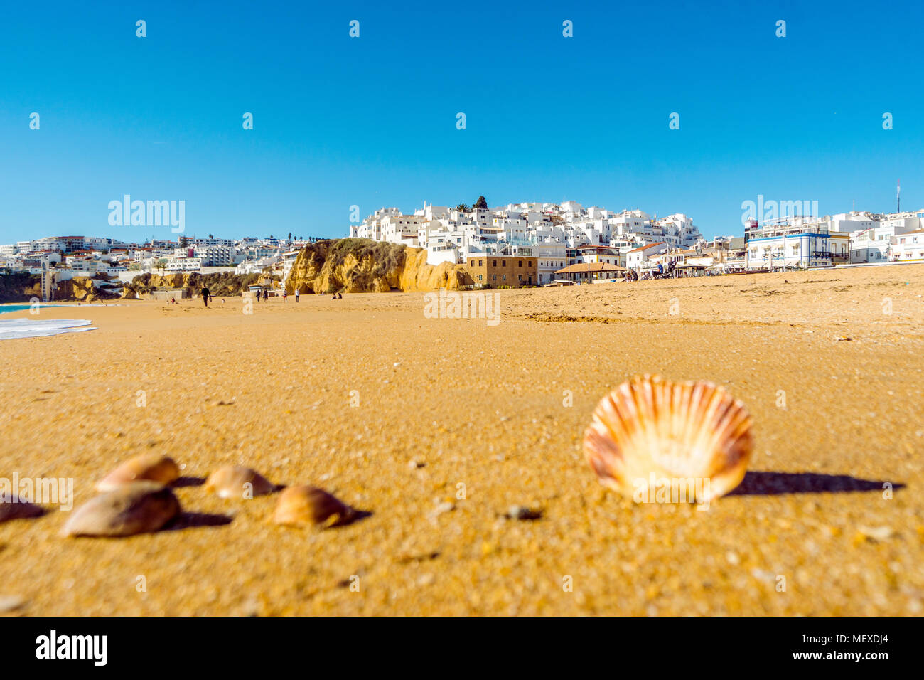 Sea shells in portugal hi-res stock photography and images - Alamy