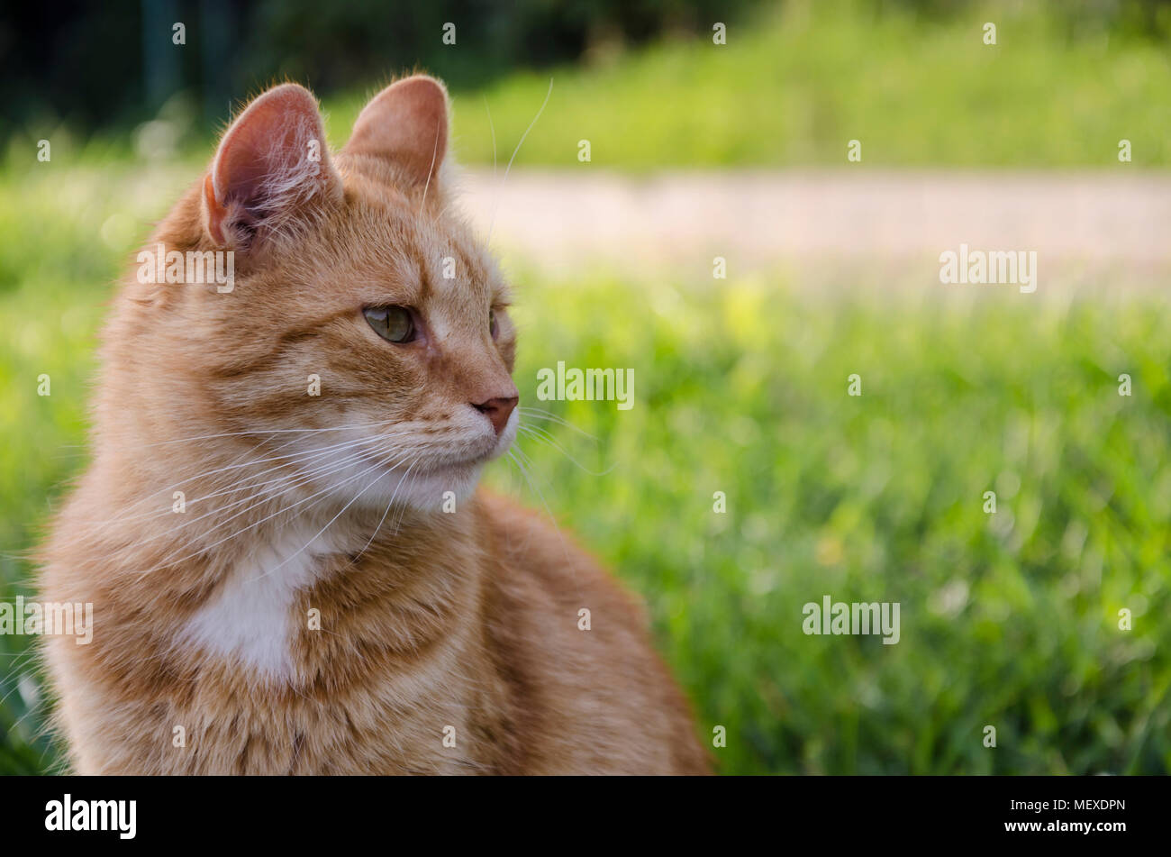 red-haired cat with beautiful eyes, sitting on the grass, warm day in ...