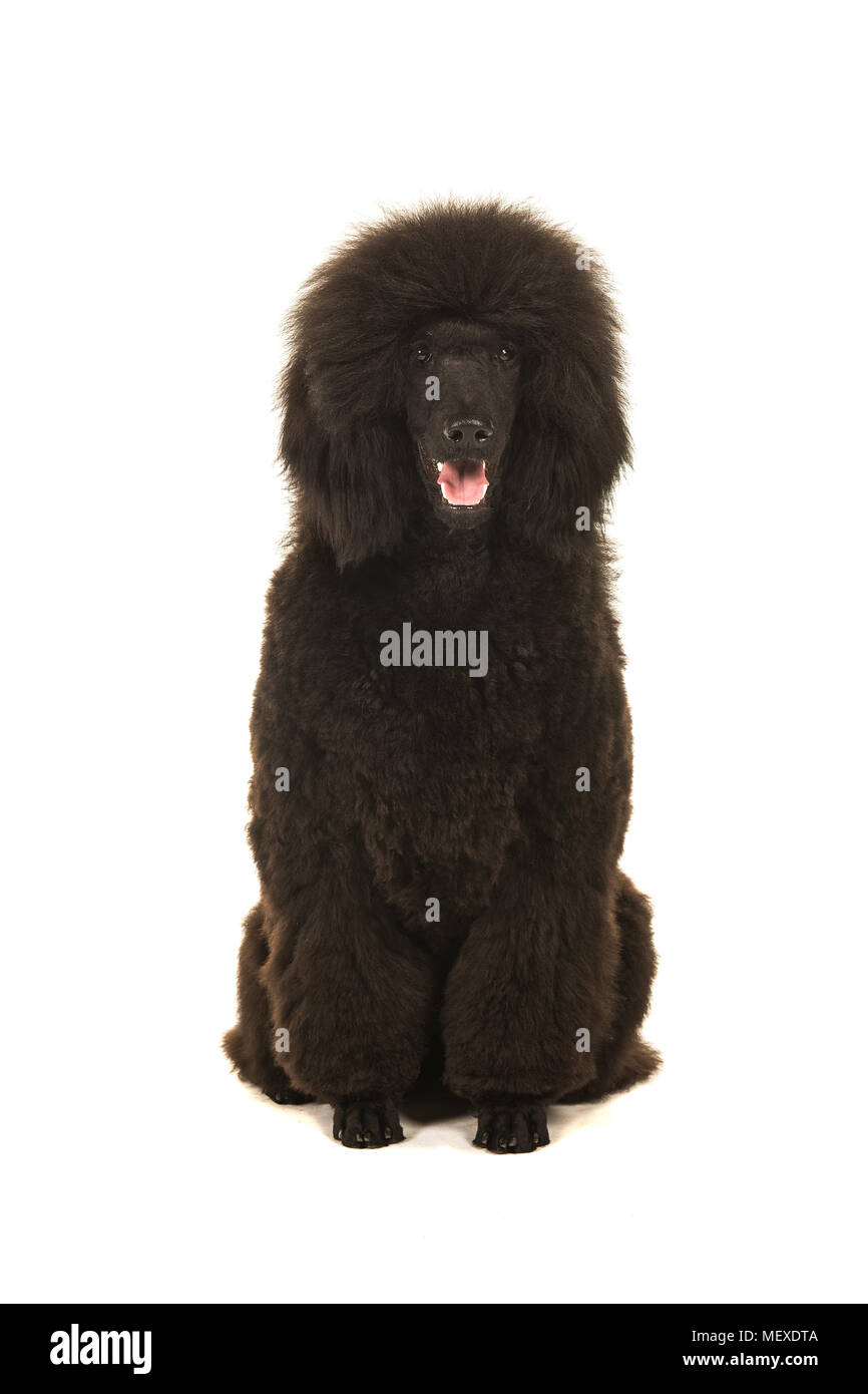 Young black king poodle sitting and looking at camera seen from the ...