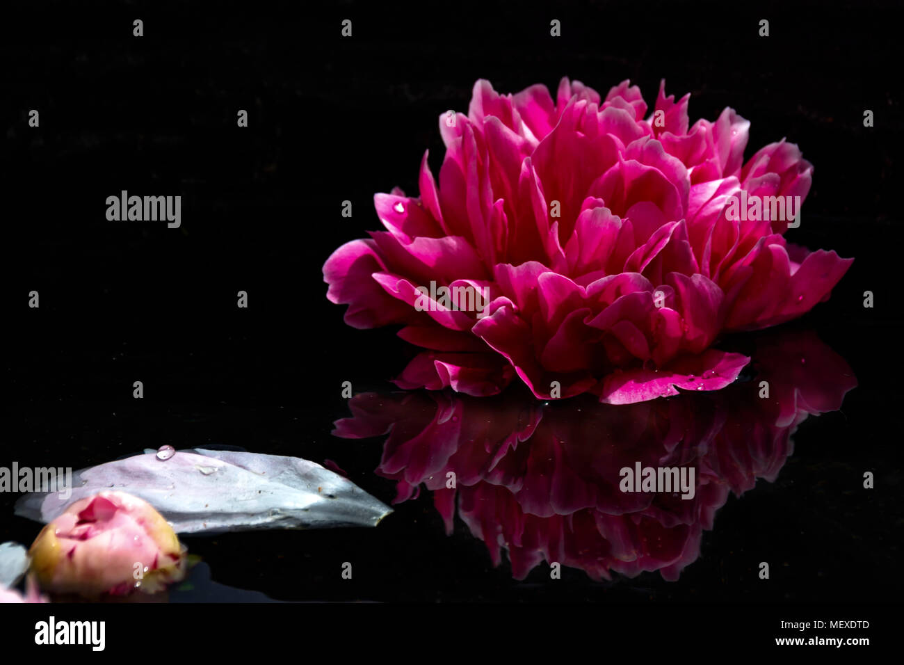Reflection of a head of a blooming dark pink peony in water Stock Photo ...