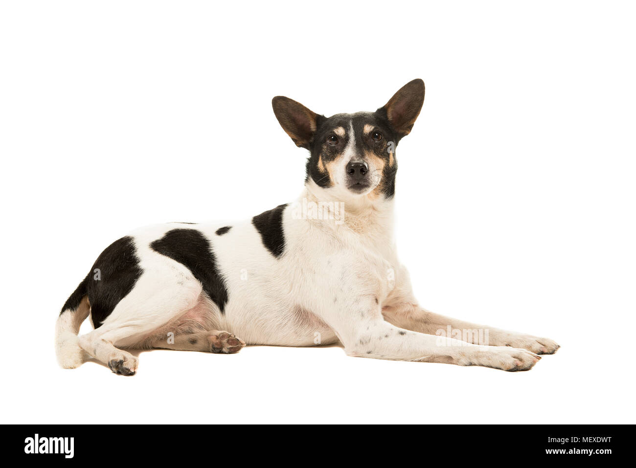 Dutch boerenfox terrier dog lying down looking at the camera on a white ...