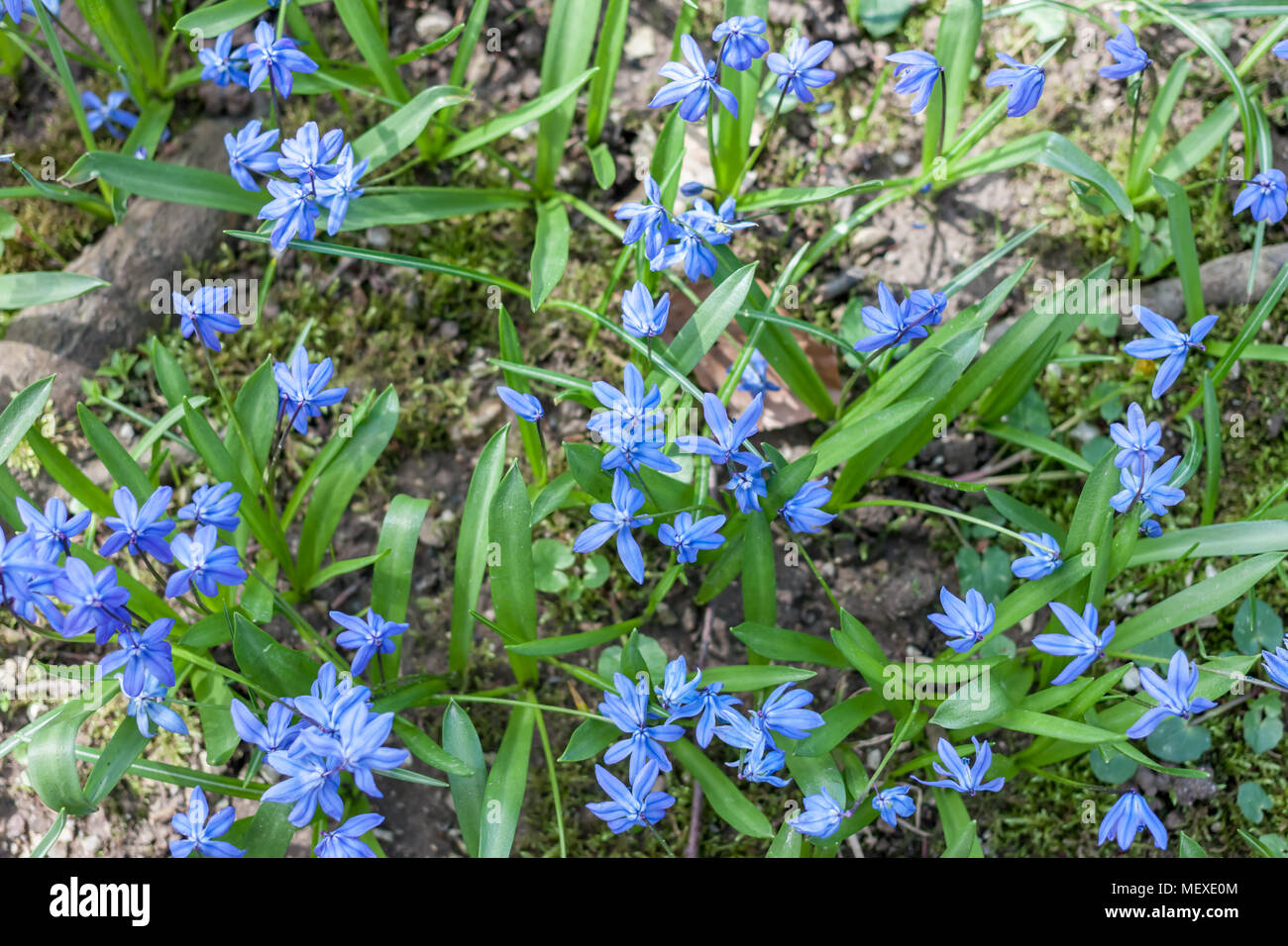 first blue spring forest flowers top view background Stock Photo - Alamy