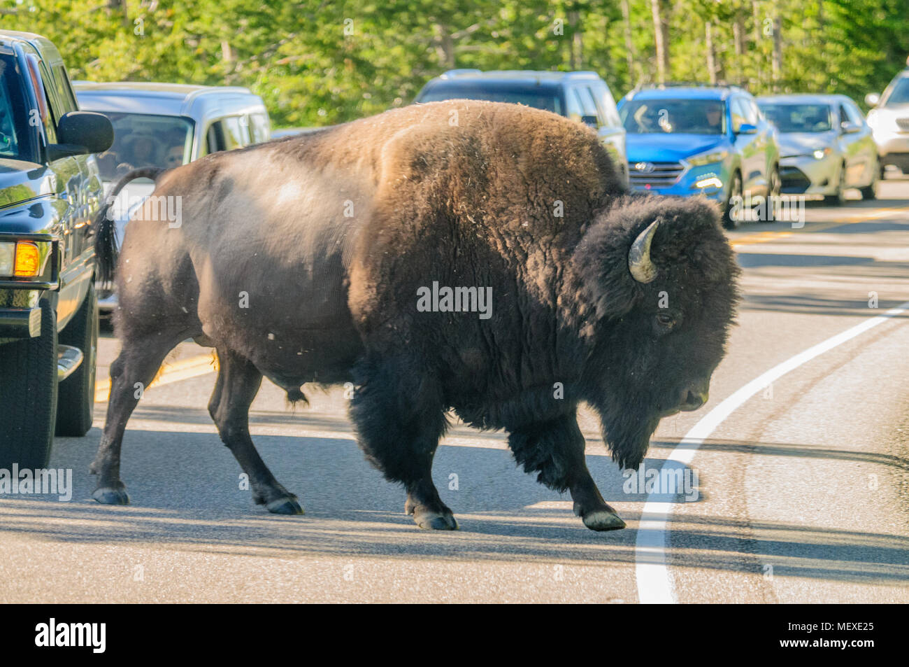 Herd bison blocking road hi-res stock photography and images - Alamy