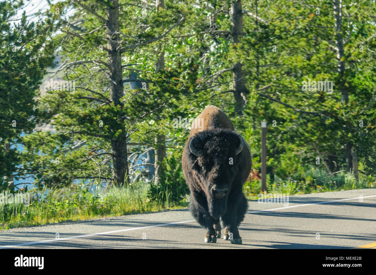 Bison crossing the Road Stock Photo - Alamy