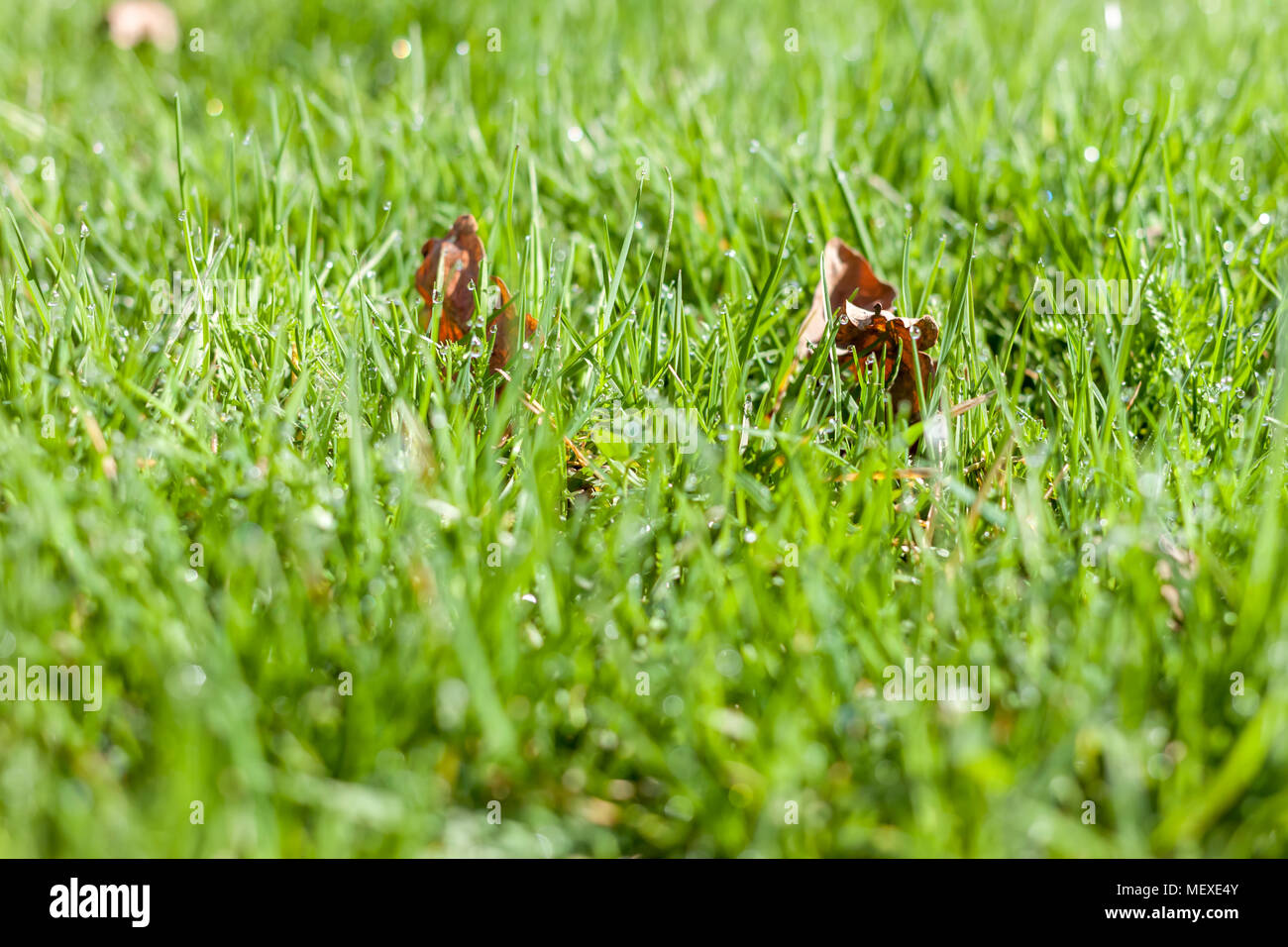 first spring green grass can be used as background Stock Photo - Alamy