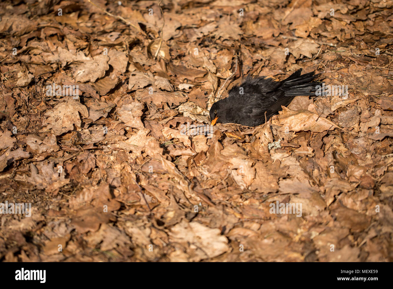 Dead bird lying in dead oak leaves. Blackbird, Turdus merula, lying in ...