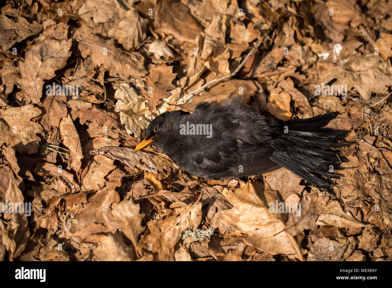 Dead bird in dead oak leaves. Blackbird, Turdus merula, lying in brown ...