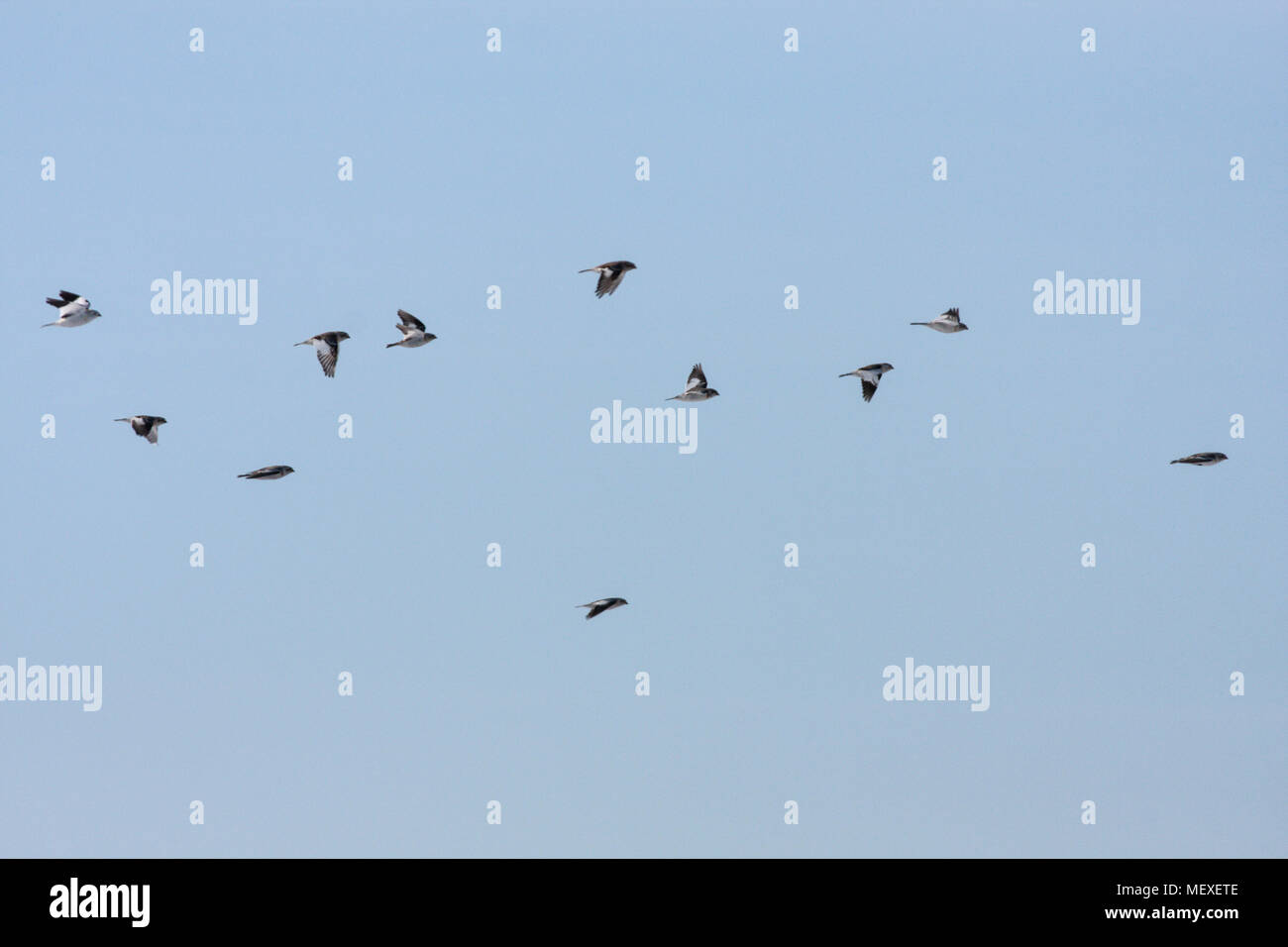 Snow bunting in flight bird hi-res stock photography and images - Alamy