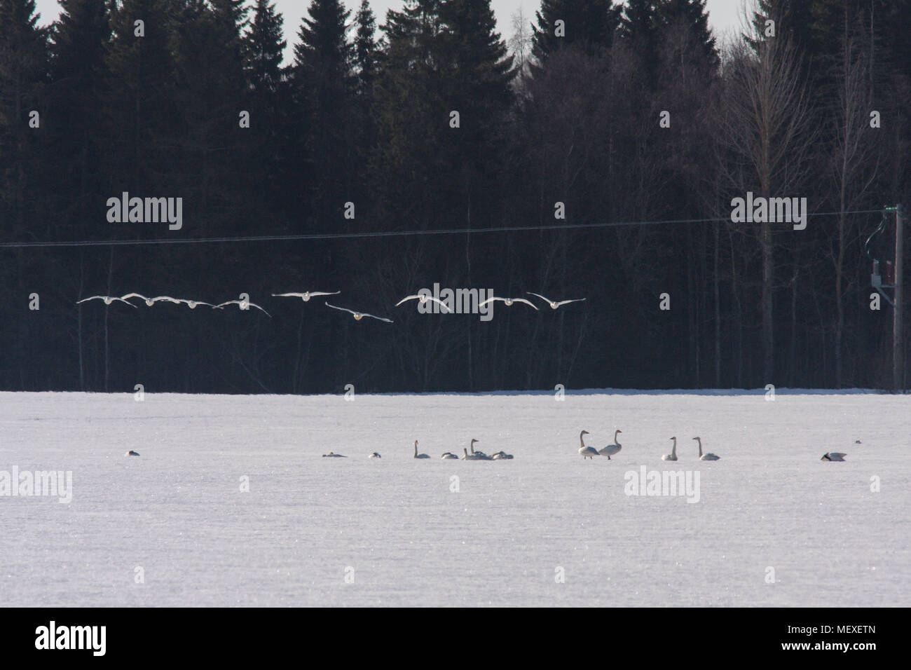 Long distance migration hi-res stock photography and images - Alamy