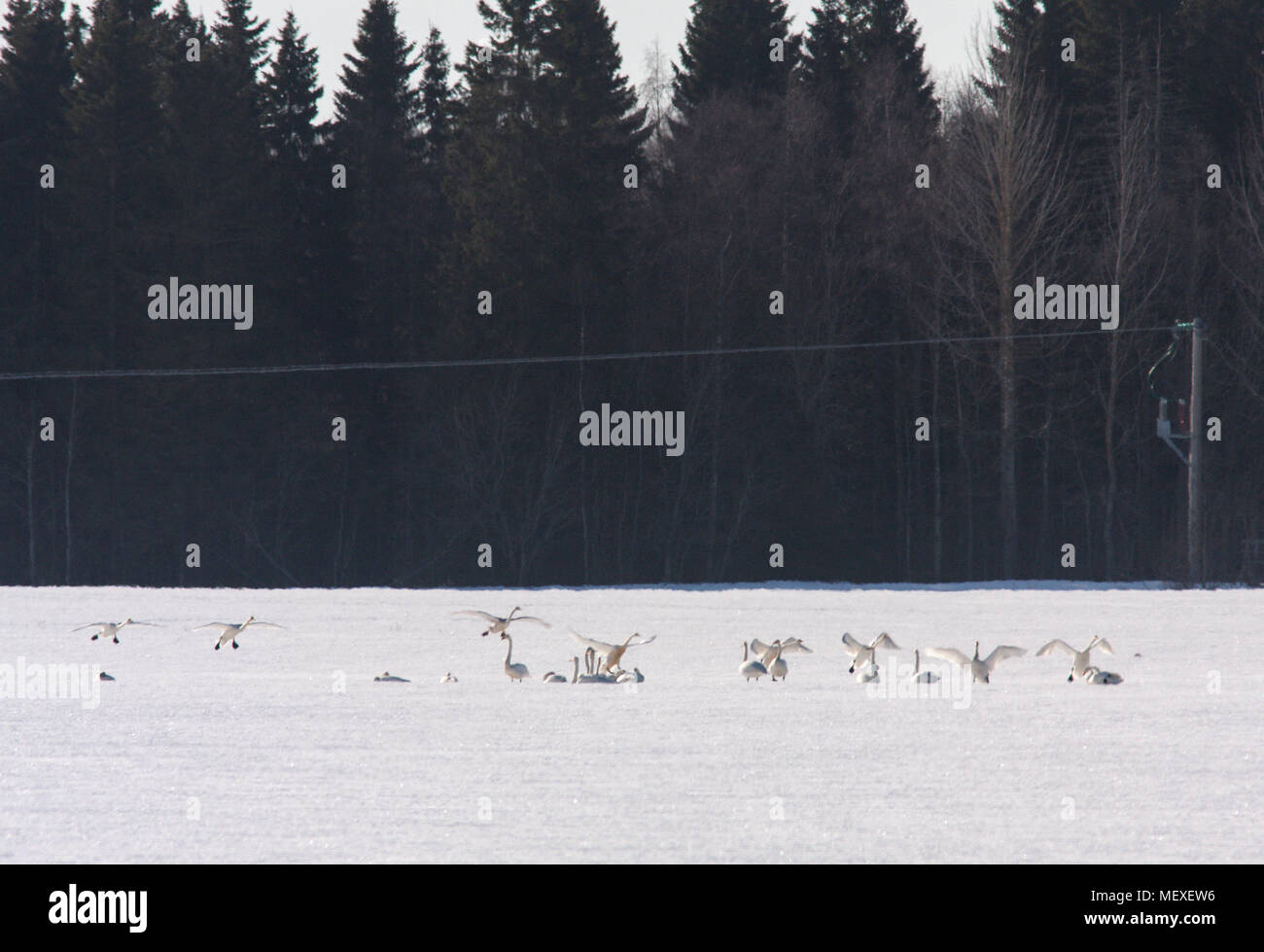 Long distance migration hi-res stock photography and images - Alamy