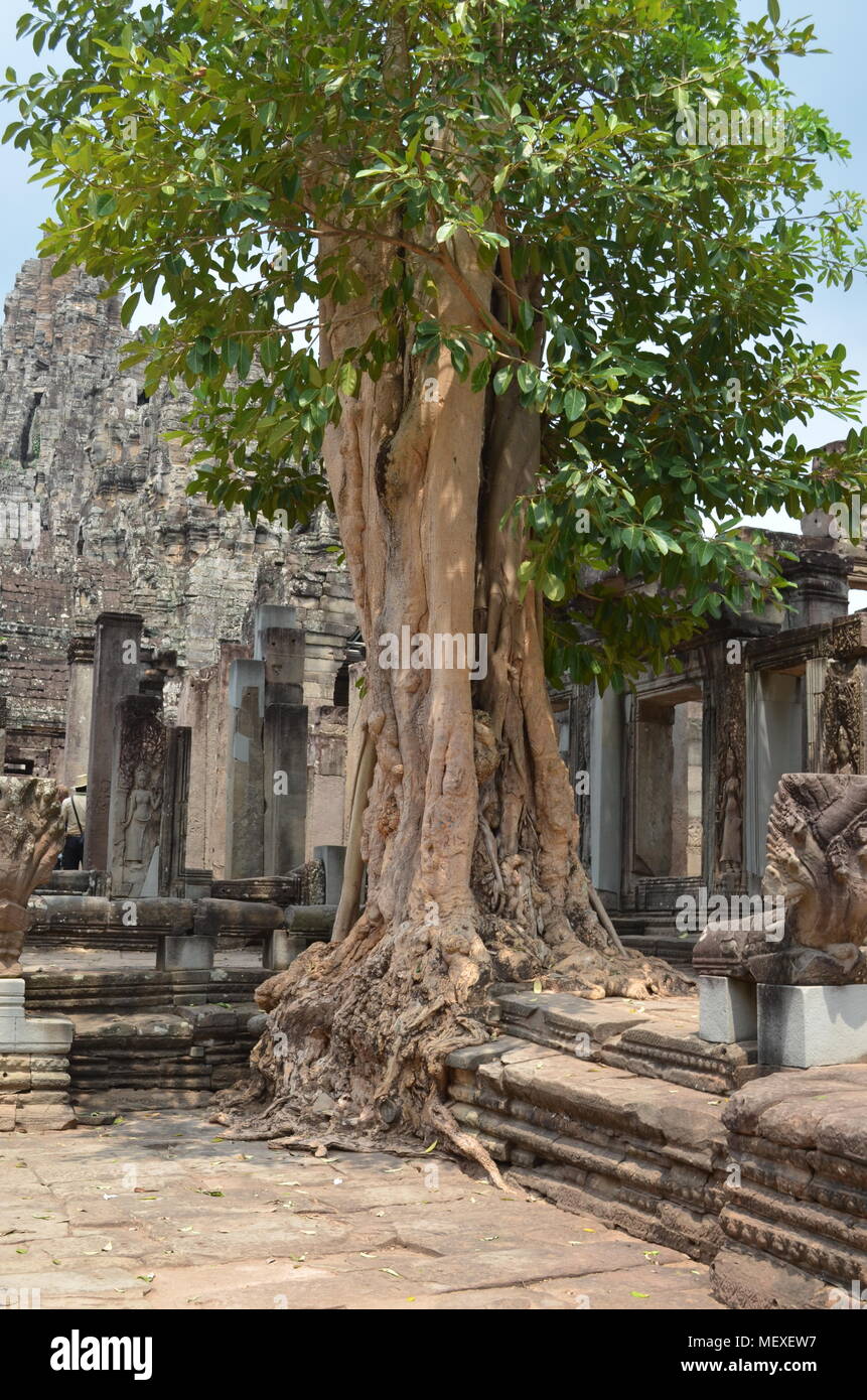Ancient banyan tree hi-res stock photography and images - Alamy
