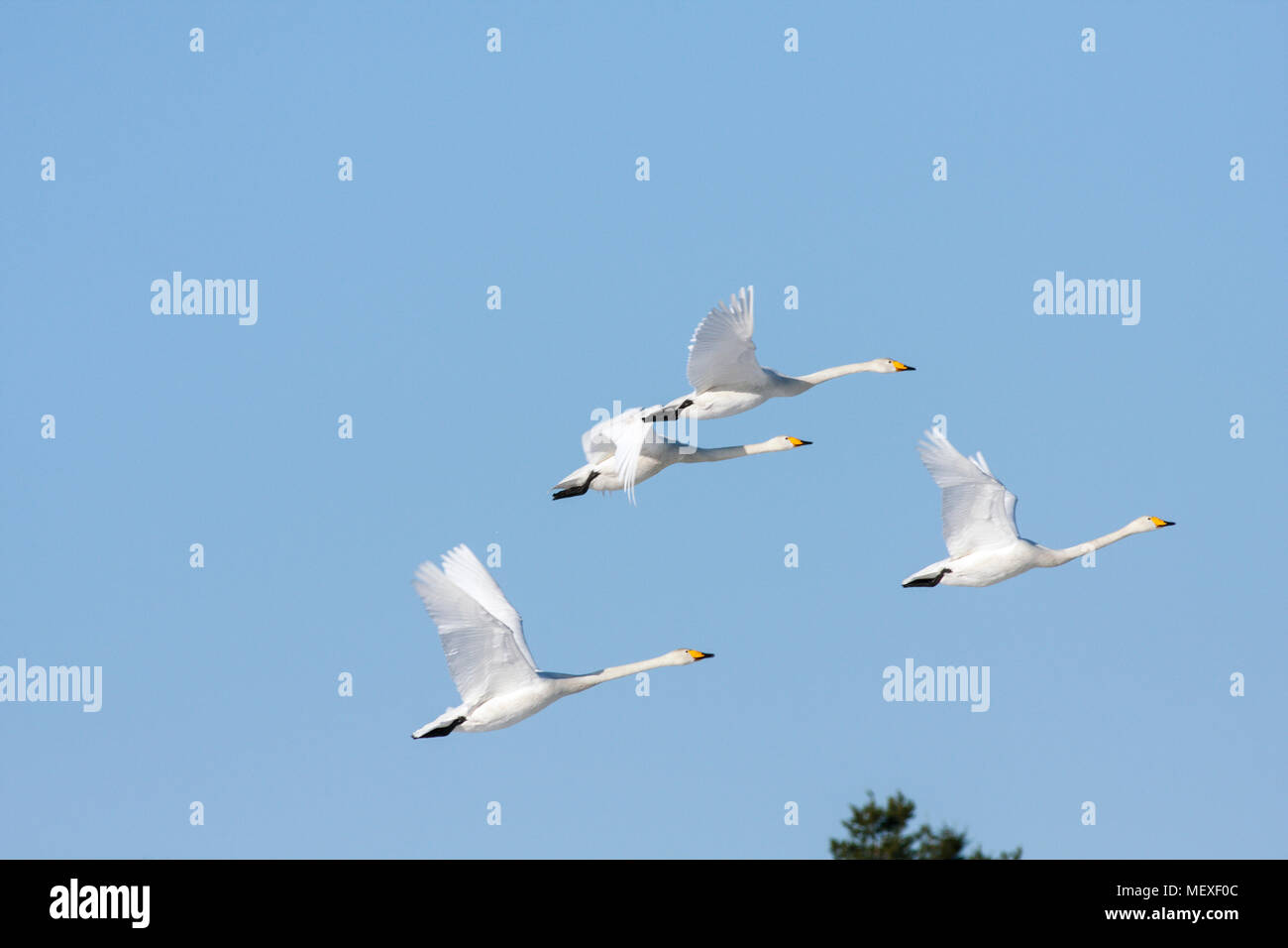 A group of whooper swan in migration. Clear blue sky in April. Heading ...