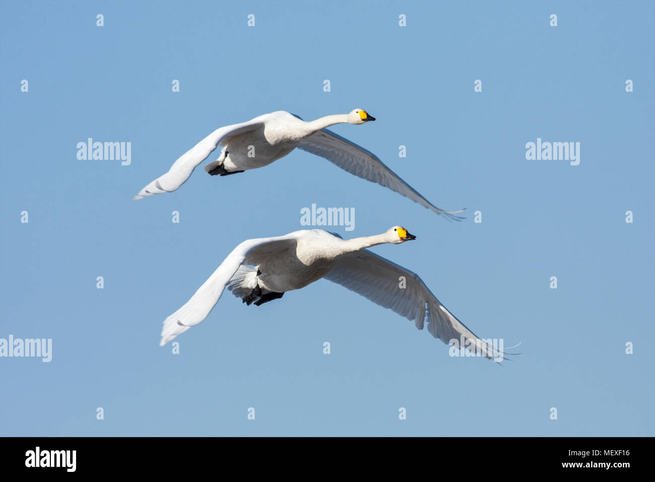 A couple of whooper swan in migration. Clear blue sky in April. Heading ...