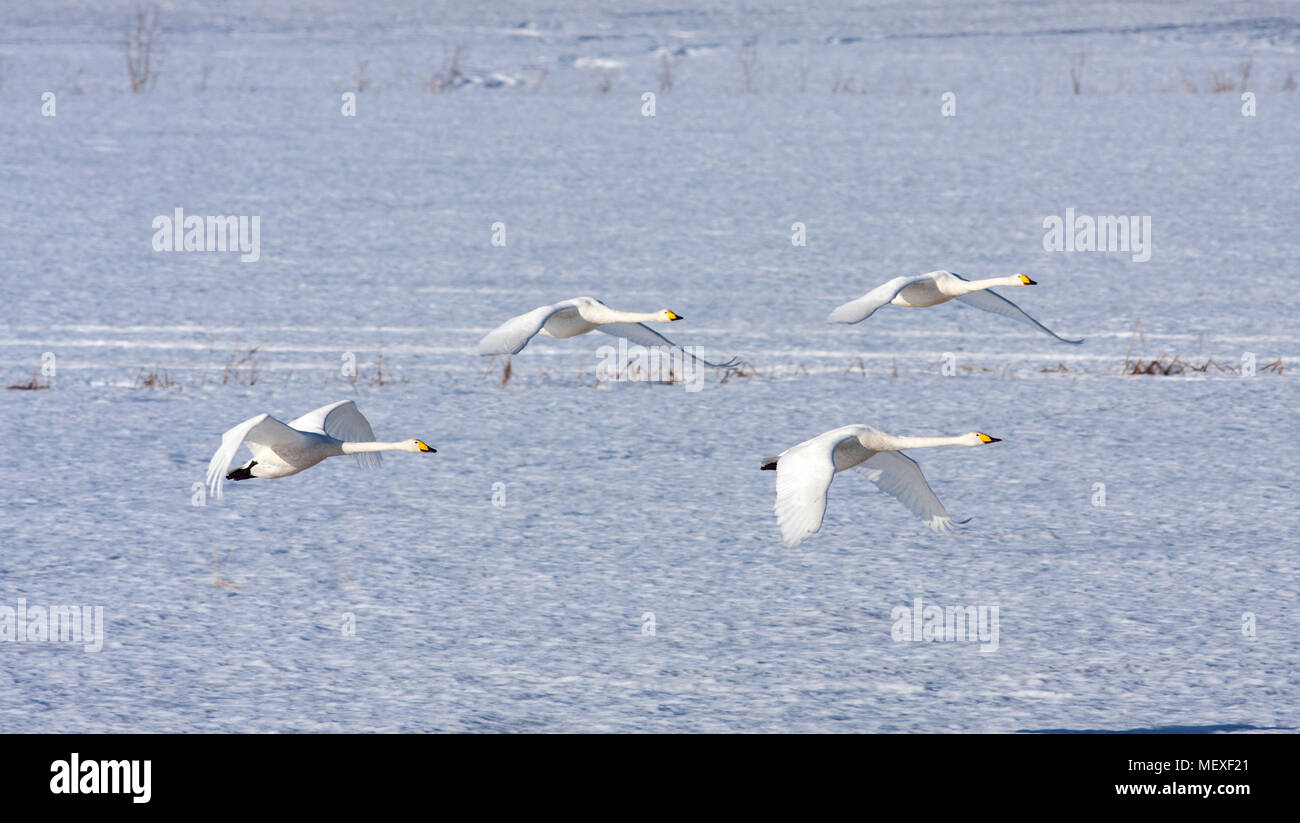 Fowl migration hi-res stock photography and images - Alamy
