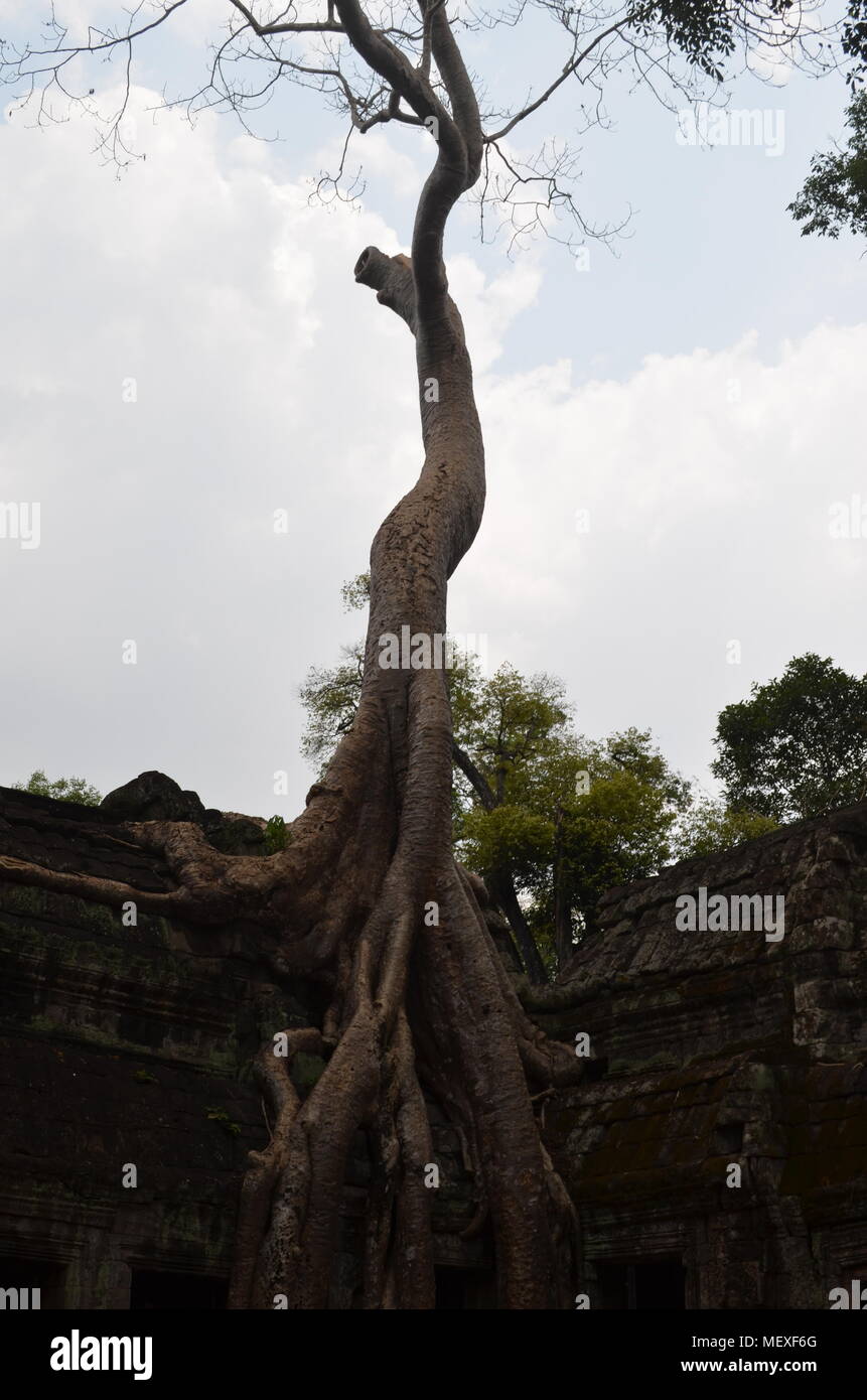 A huge tree root overtakes a wall at Ta Phrom Temple, which appeared in ...