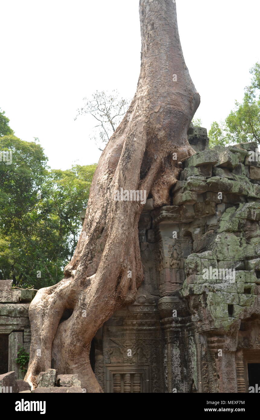 A huge tree root overtakes a wall at Ta Phrom Temple, which appeared in ...