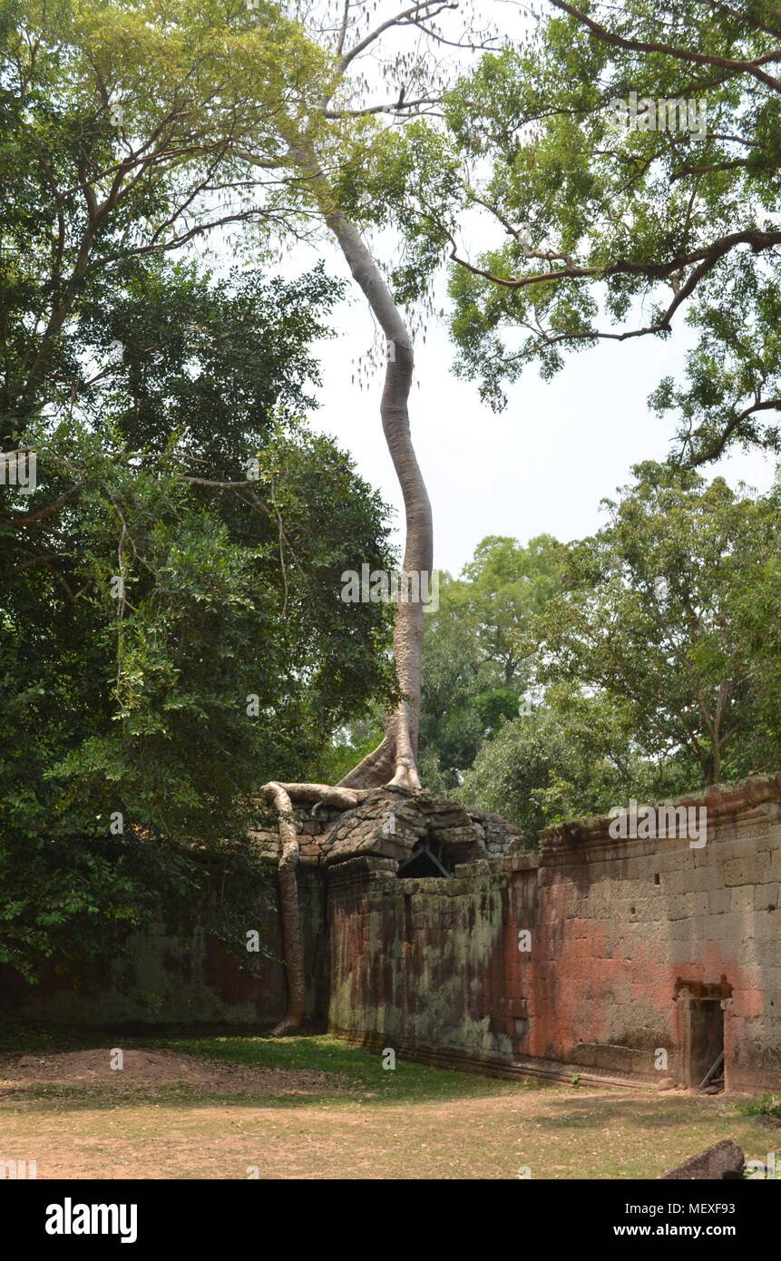 A huge tree root overtakes a wall at Ta Phrom Temple, which appeared in ...