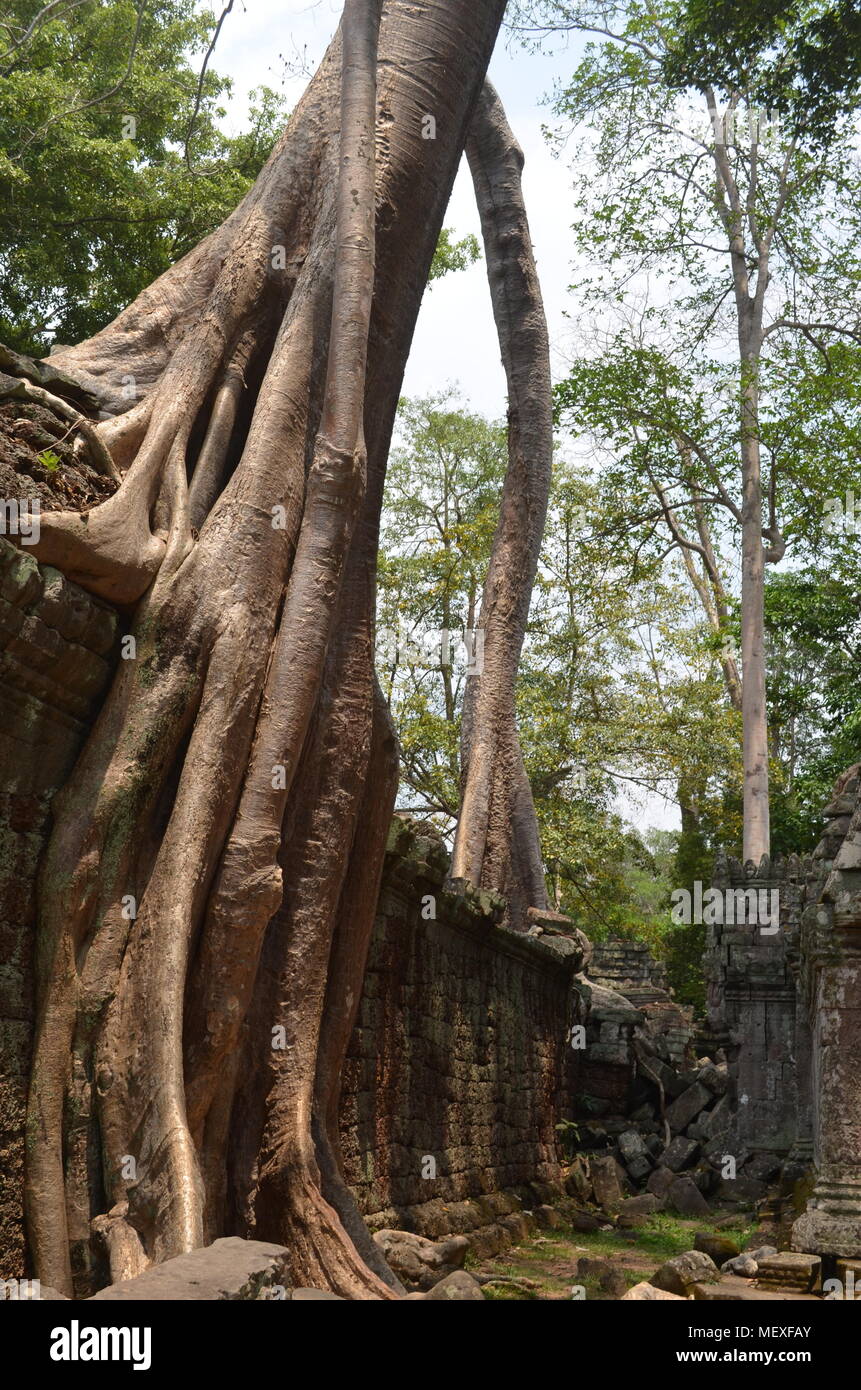 A huge tree root overtakes a wall at Ta Phrom Temple, which appeared in ...