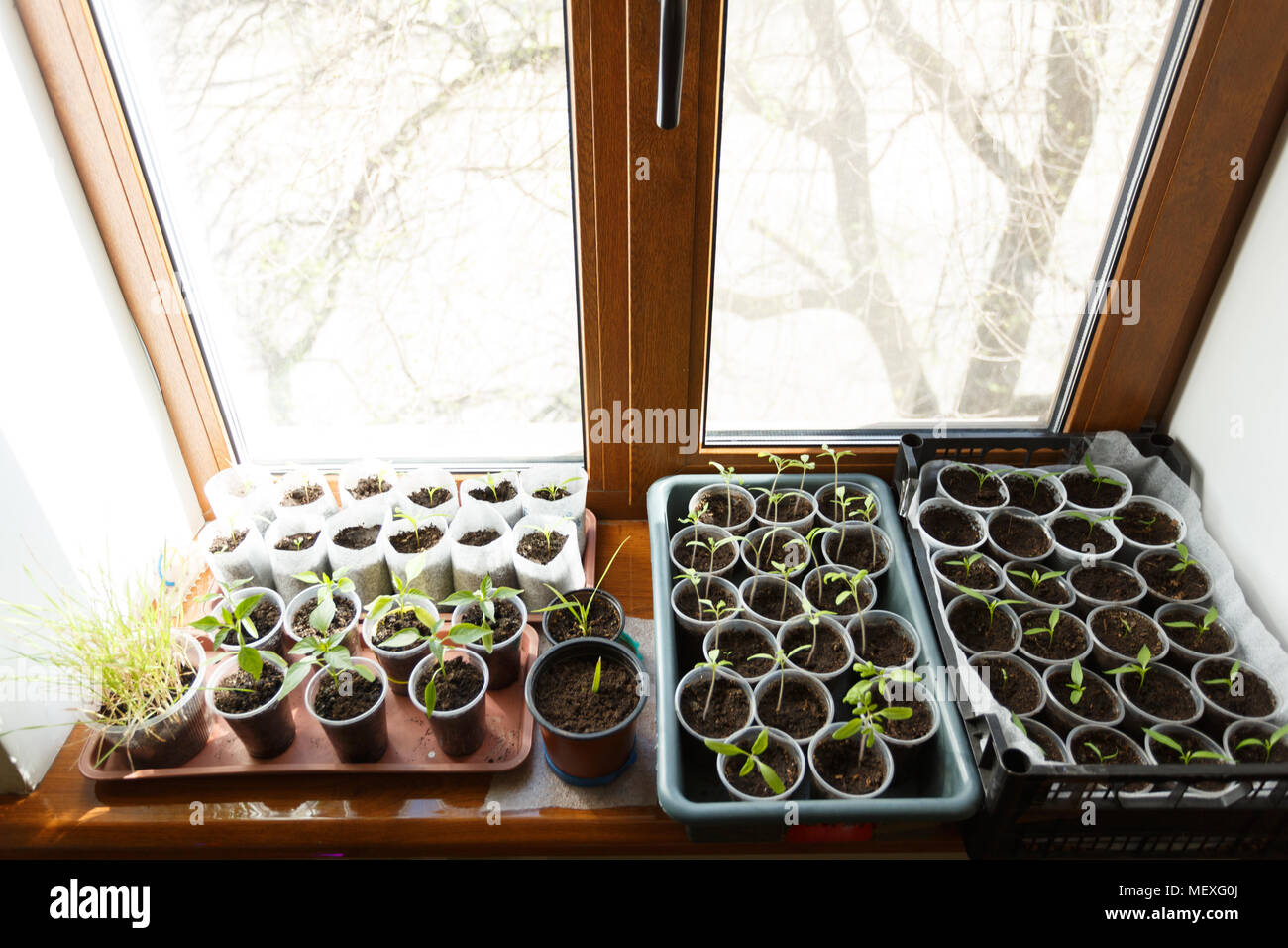 Tomato seedlings windowsill hi-res stock photography and images - Alamy