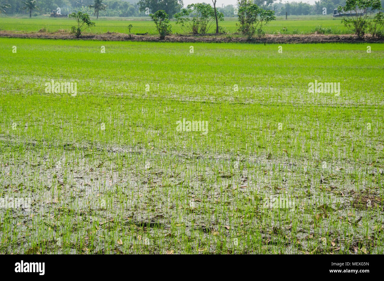 Rice field green grass Stock Photo - Alamy