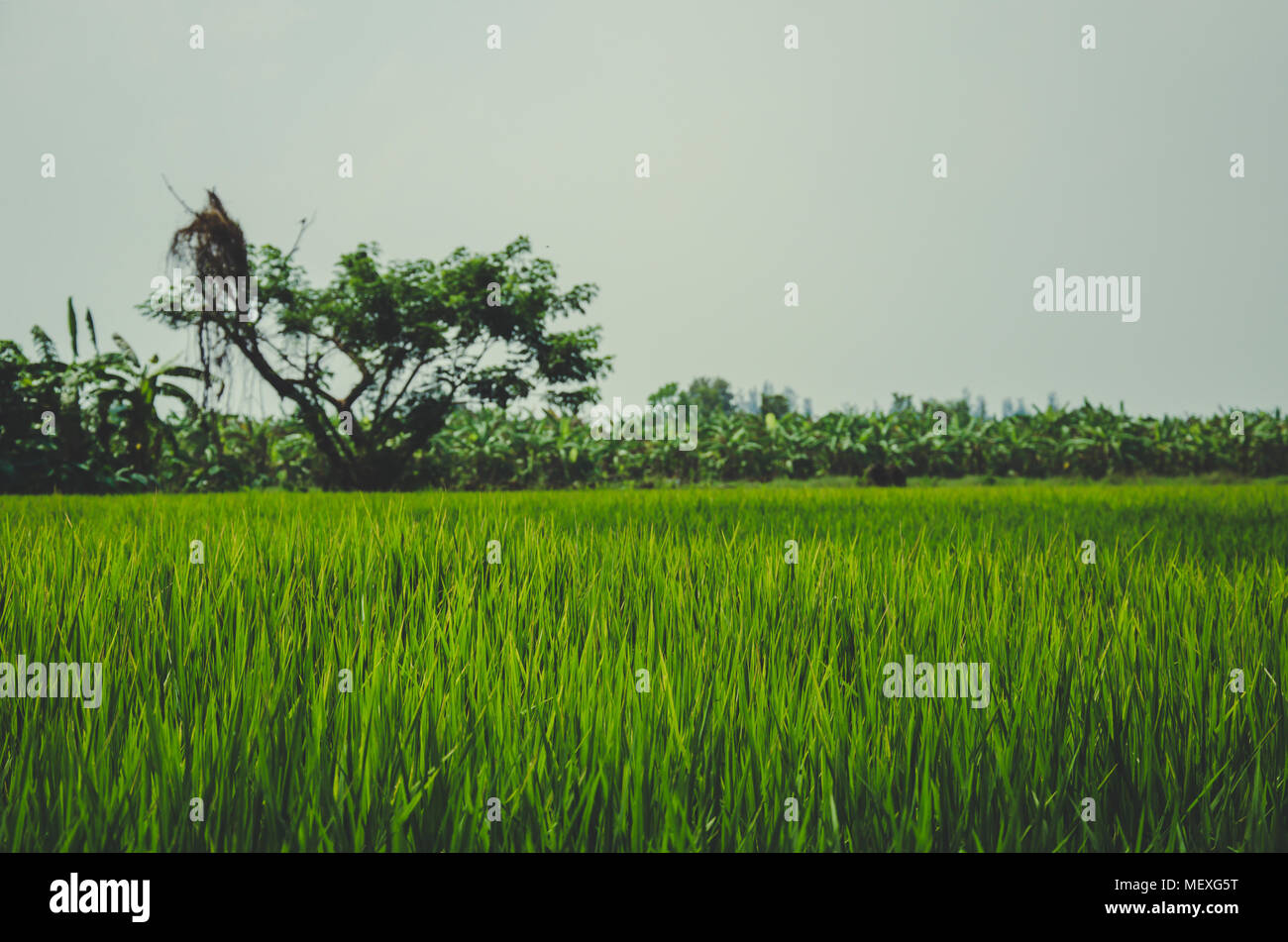 Rice field green grass Stock Photo - Alamy