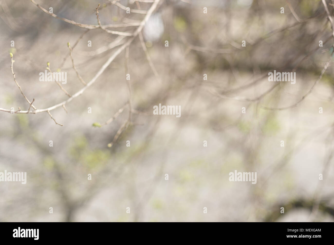 Blur branches through the window, spring time Stock Photo - Alamy