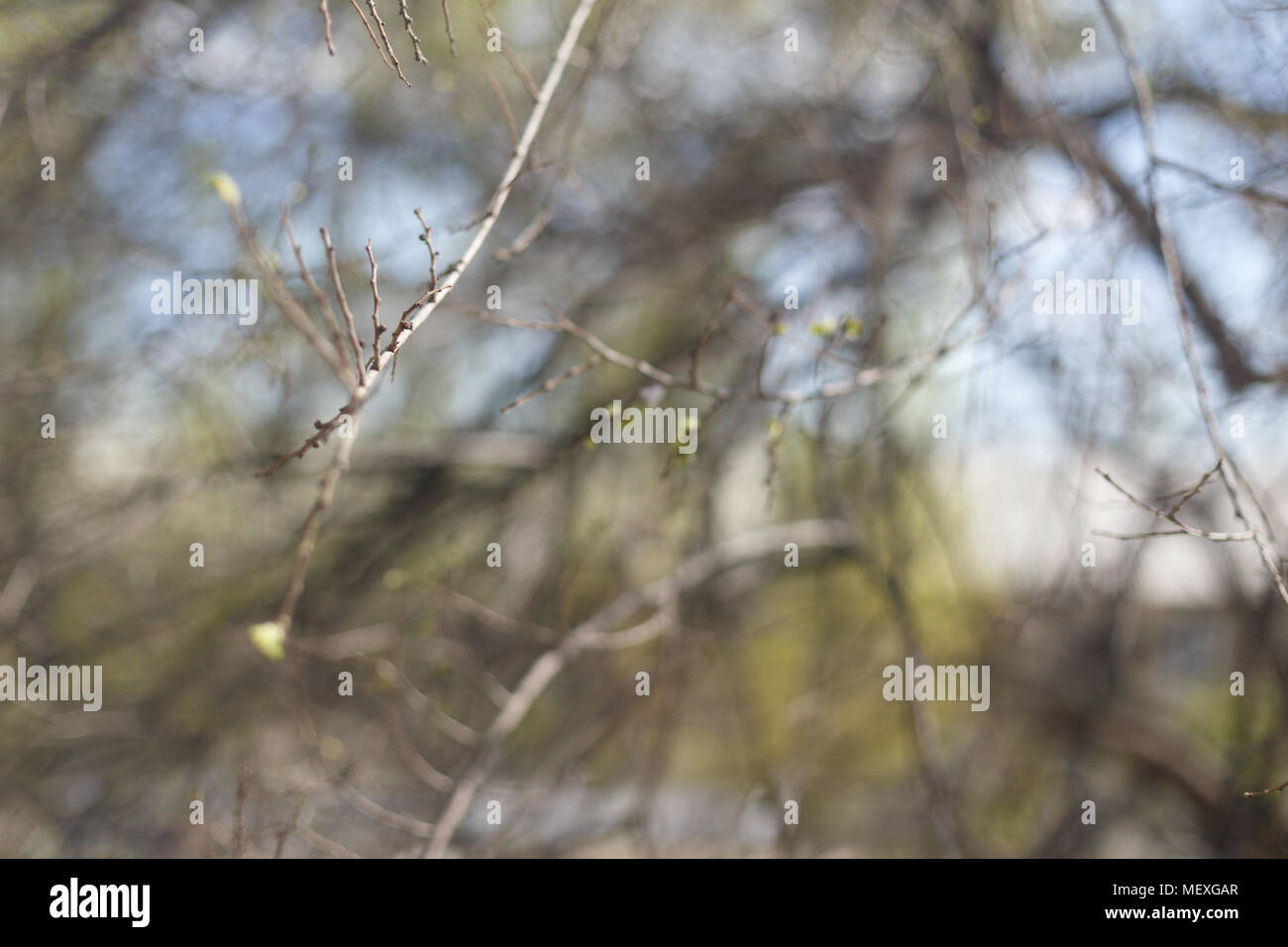 Blur branches through the window, spring time Stock Photo - Alamy