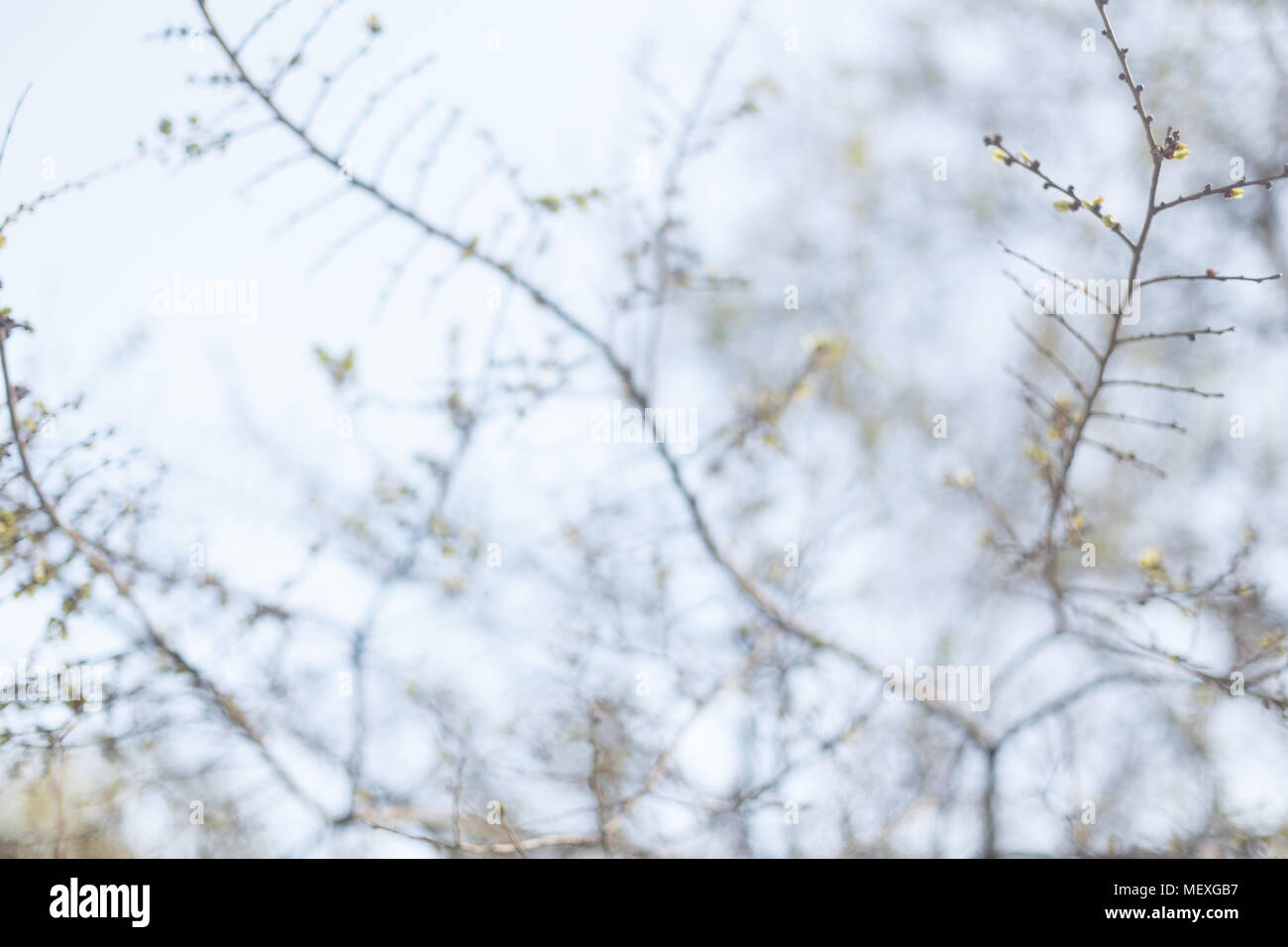 Blur branches through the window, spring time Stock Photo - Alamy