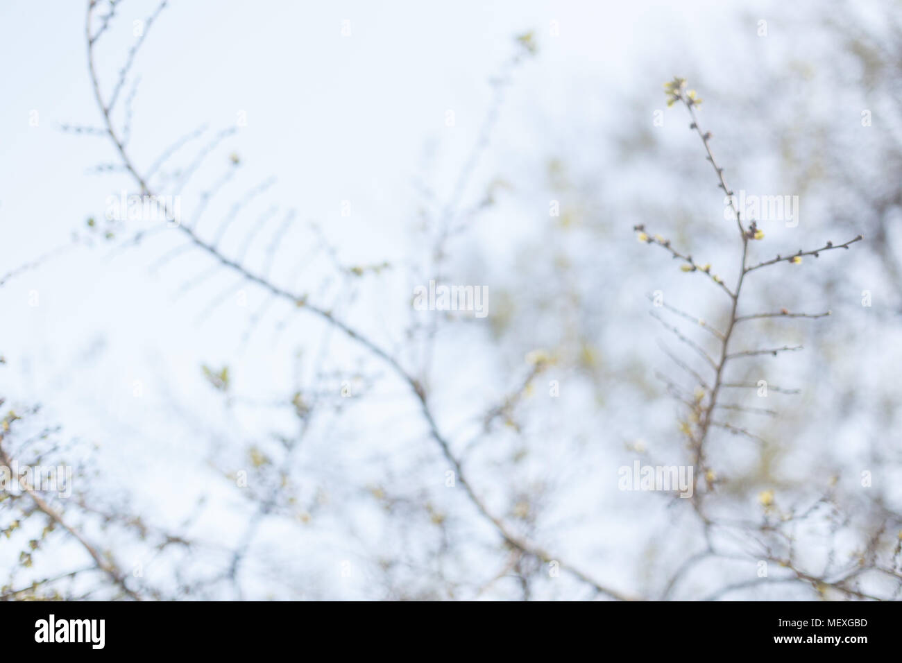 Blur branches through the window, spring time Stock Photo - Alamy