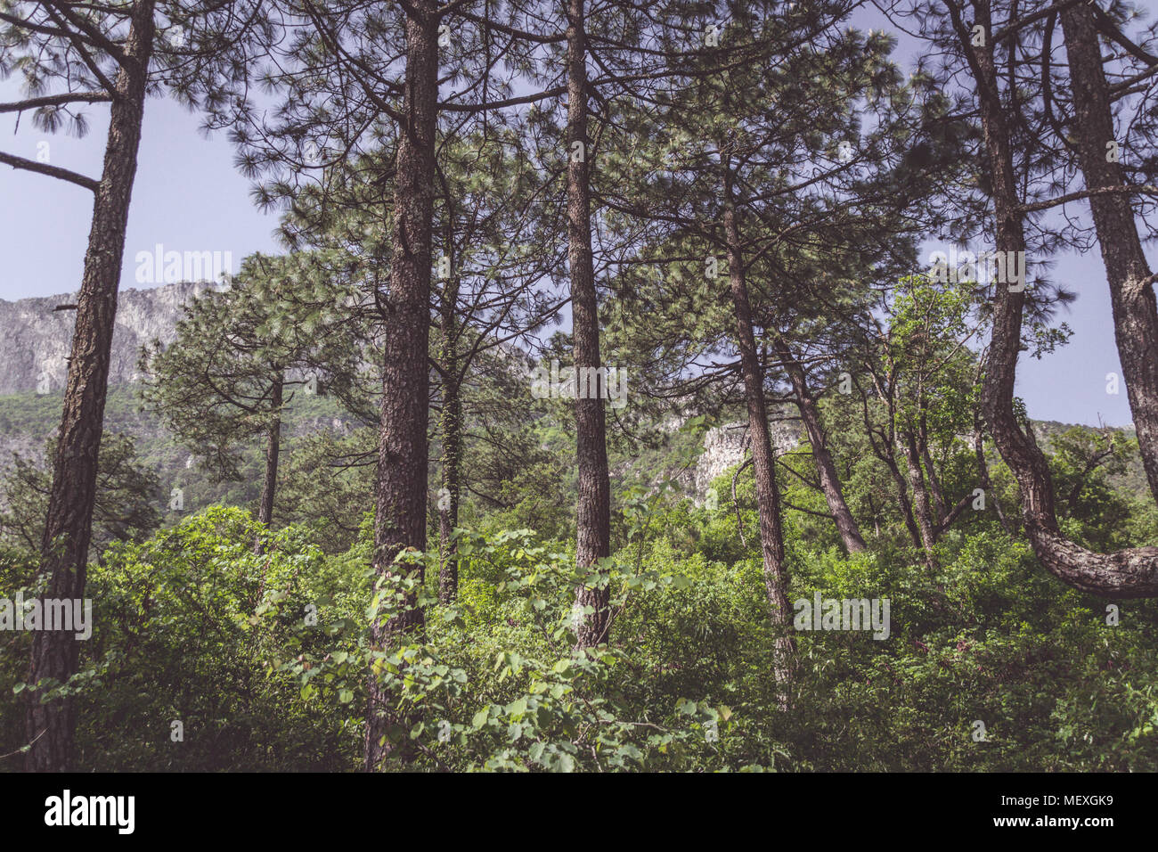 Trees in green hi-res stock photography and images - Alamy