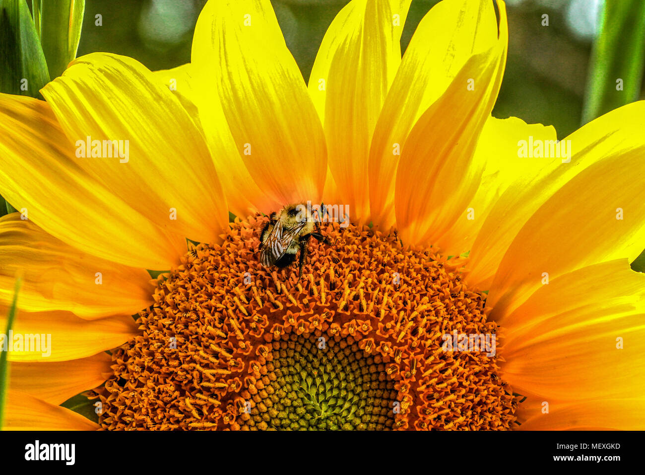 A sleepy Honeybee, genus Apis, sleeps in the heart of a Sunflower ...