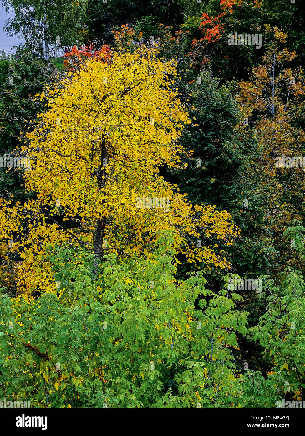 One beautiful and tall poplar tree witj shiny golden leaves stands out ...