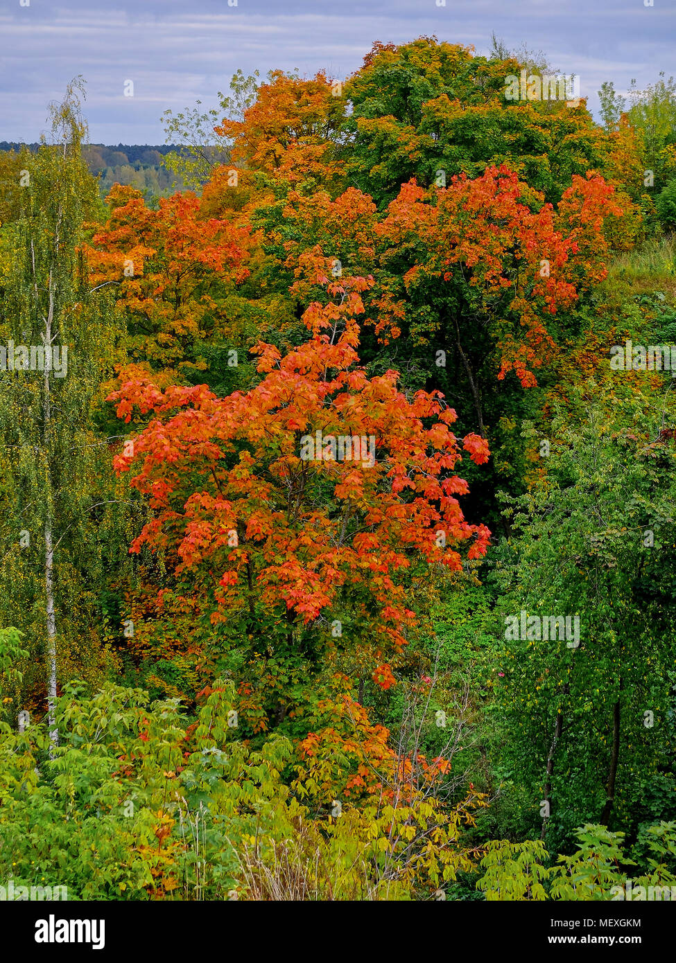 Tall maple tree hi-res stock photography and images - Alamy